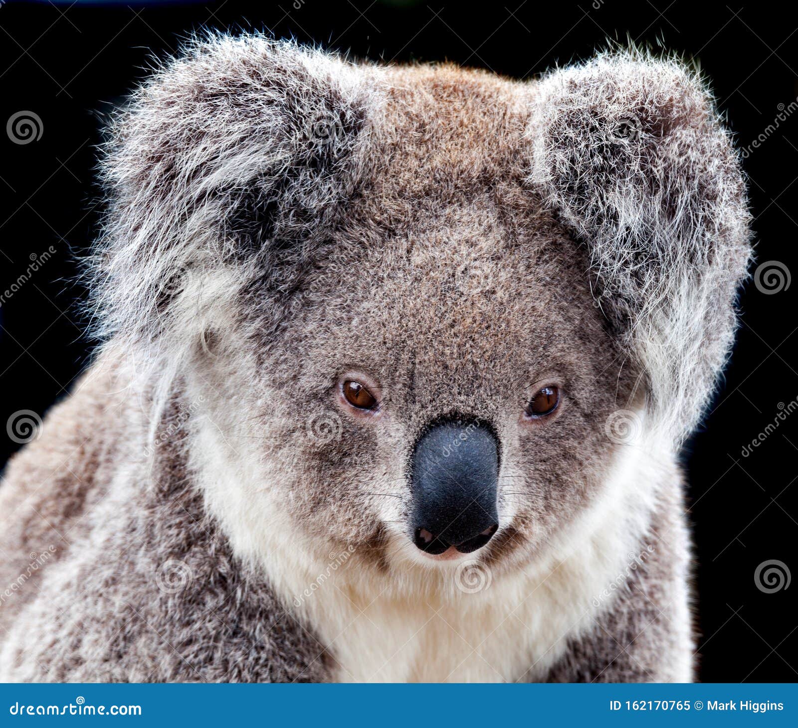 Koala Face Looking at Viewer Stock Image - Image of furry, bear: 162170765