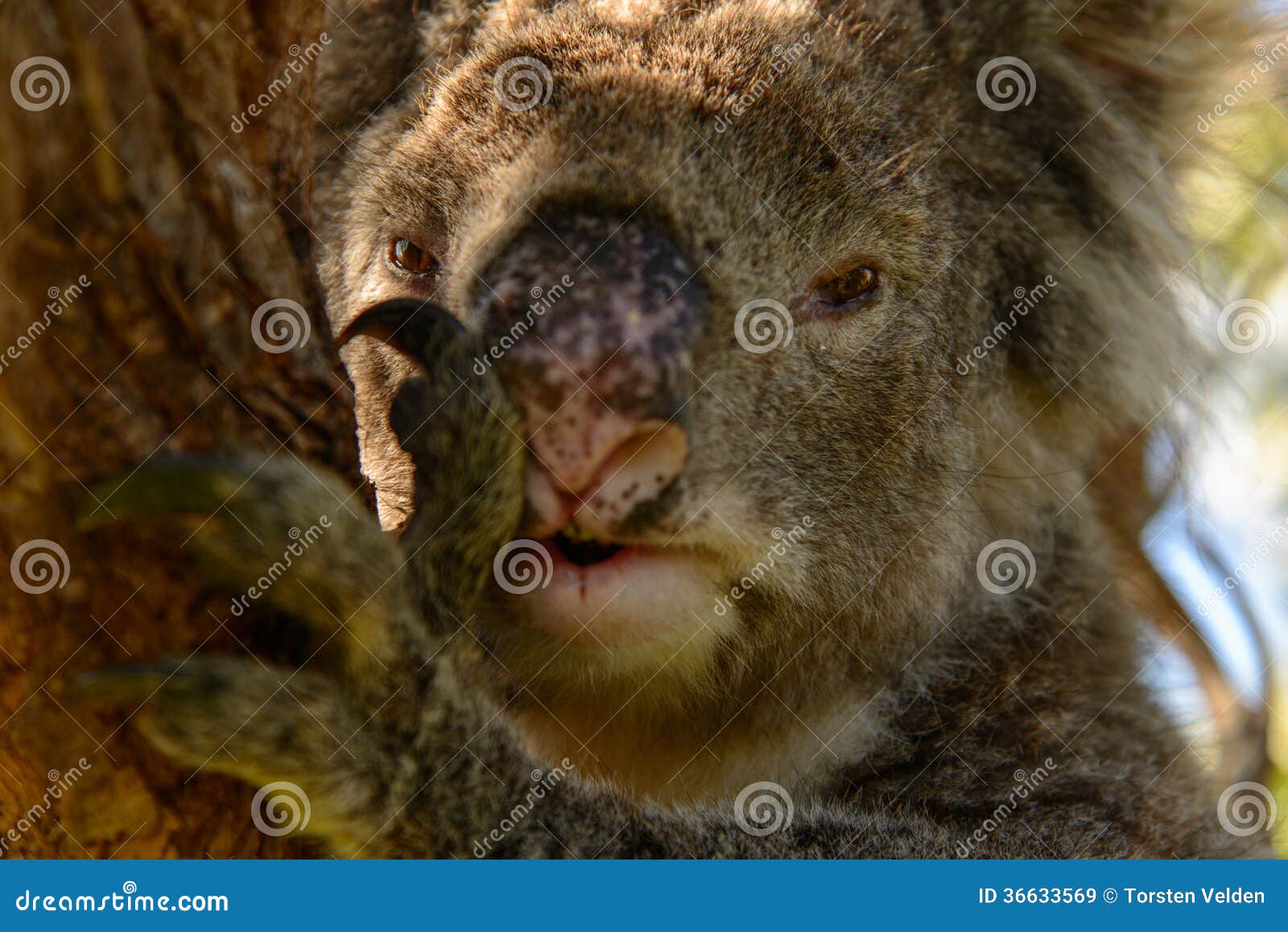 Koala face stock image. Image of wild, port, face, claw - 36633569