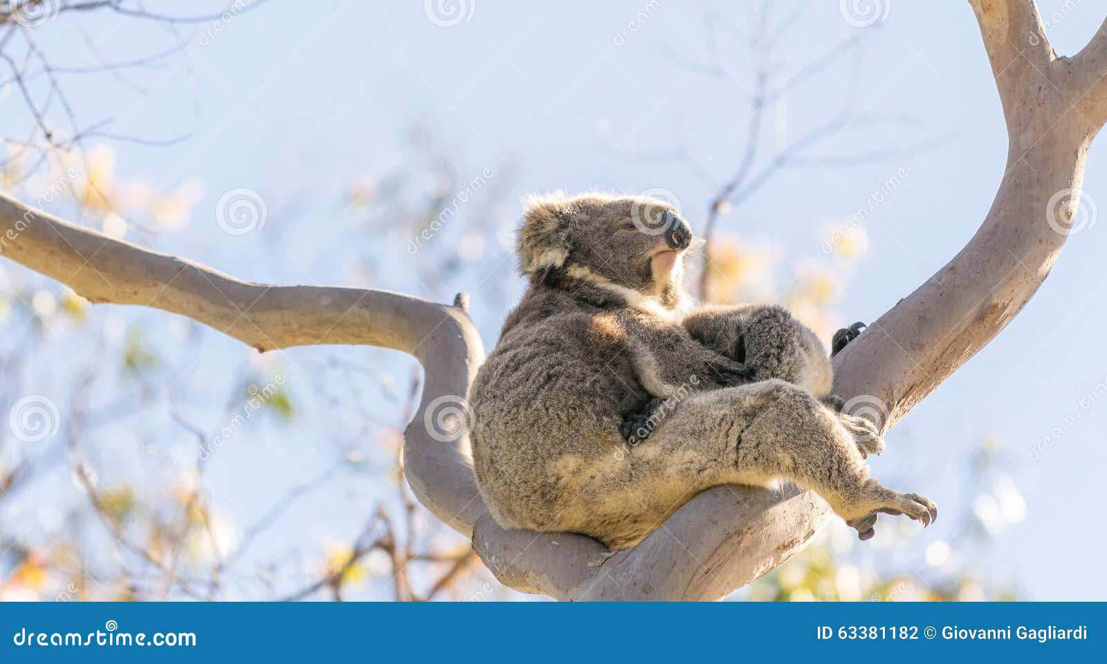Koala Family on a Bare Tree Stock Photo - Image of white, love: 63381182