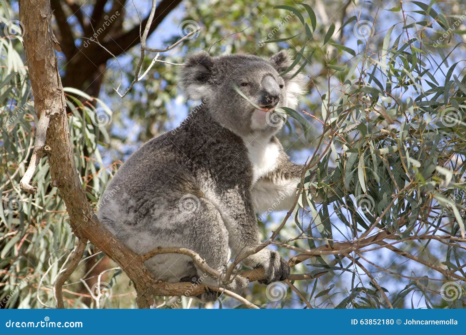Koala feeding stock photo. Image of south, cute, leaves - 63852180