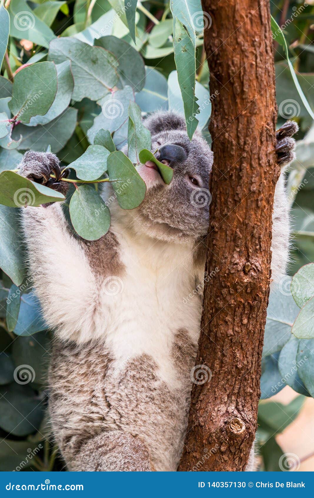 Koala Feeding on Gum Leaves Stock Photo - Image of aussie, leaf: 140357130