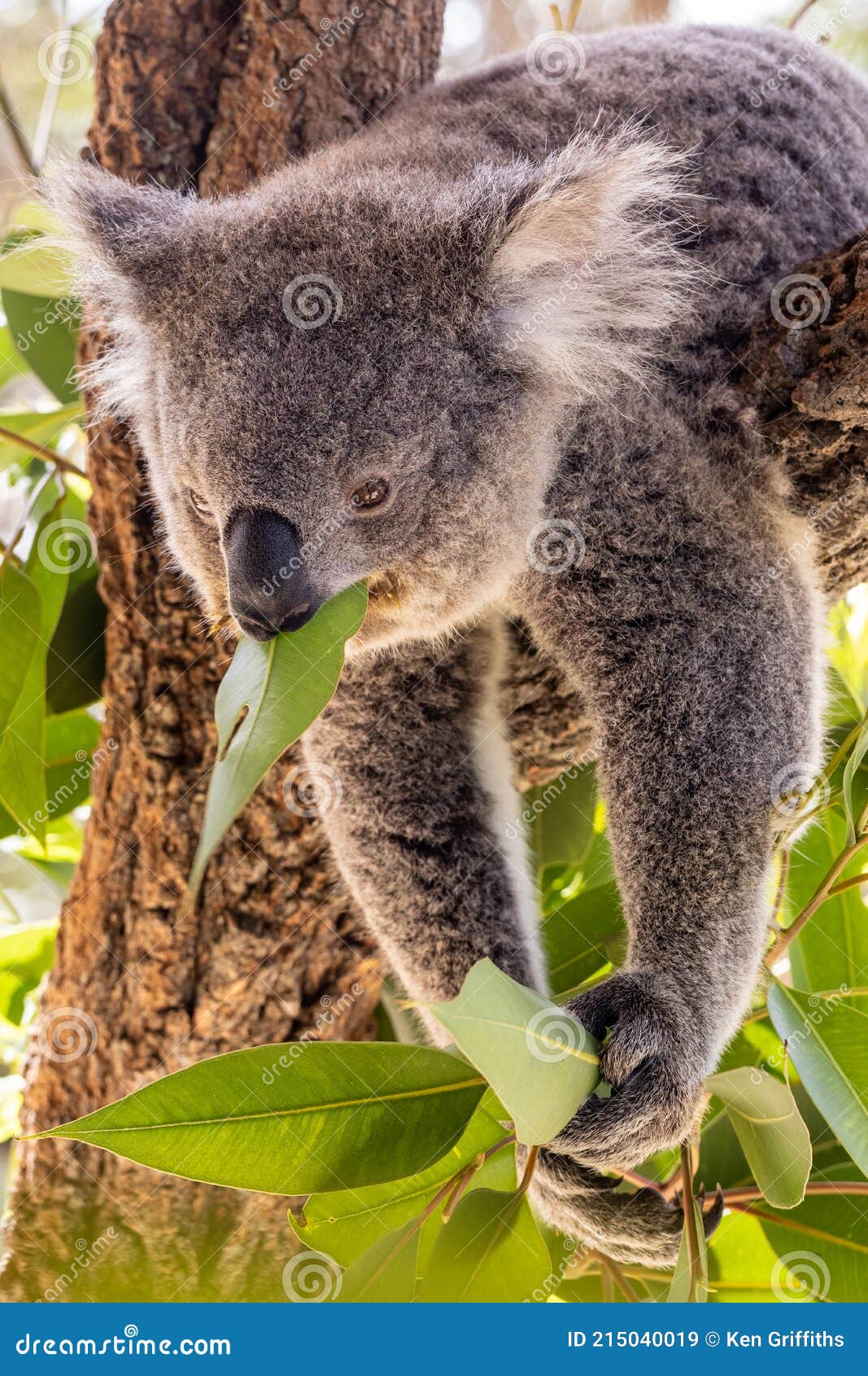 Koala feeding stock image. Image of australia, cinereus - 215040019