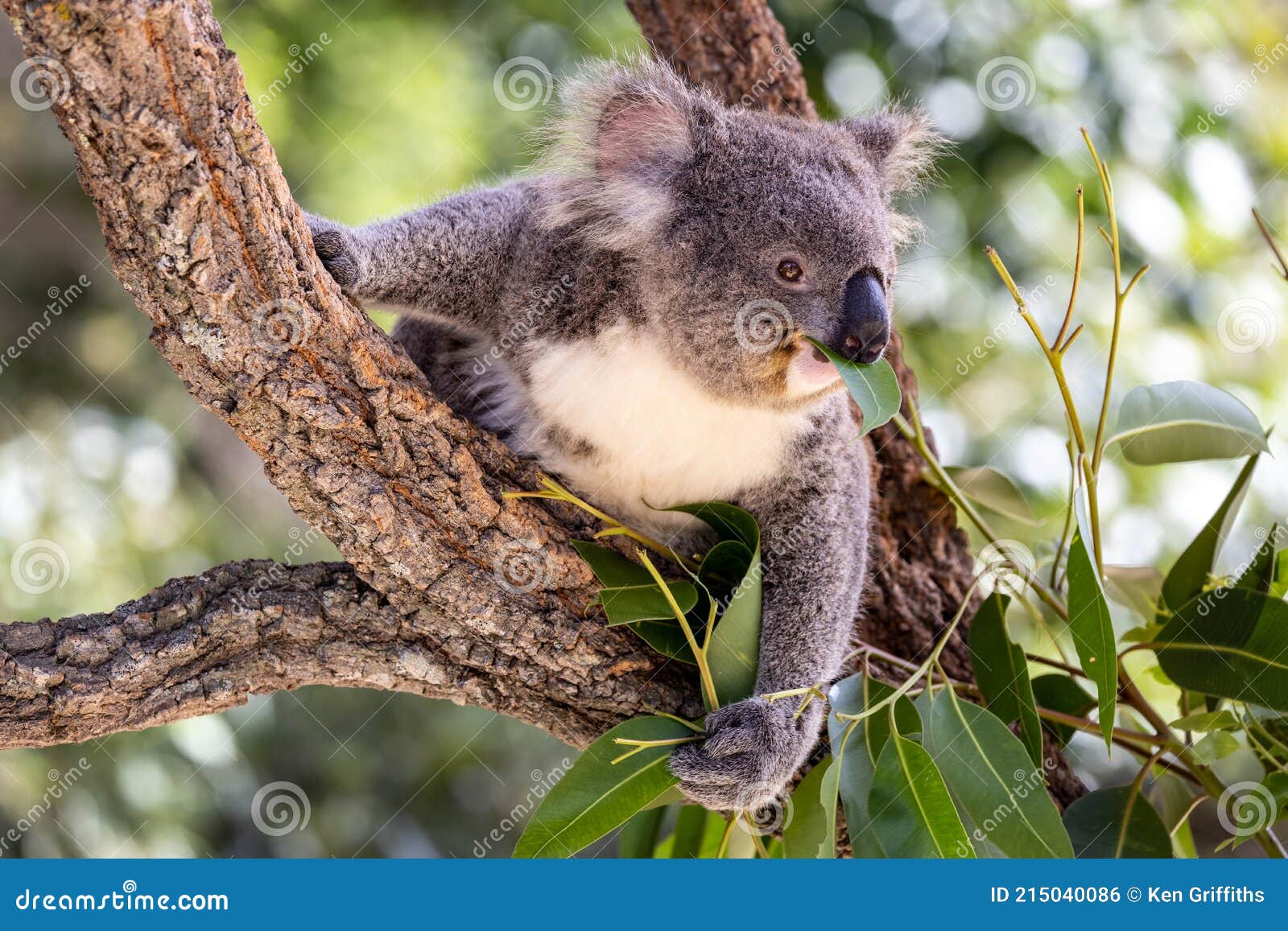 Koala feeding stock photo. Image of cinereus, captive - 215040086
