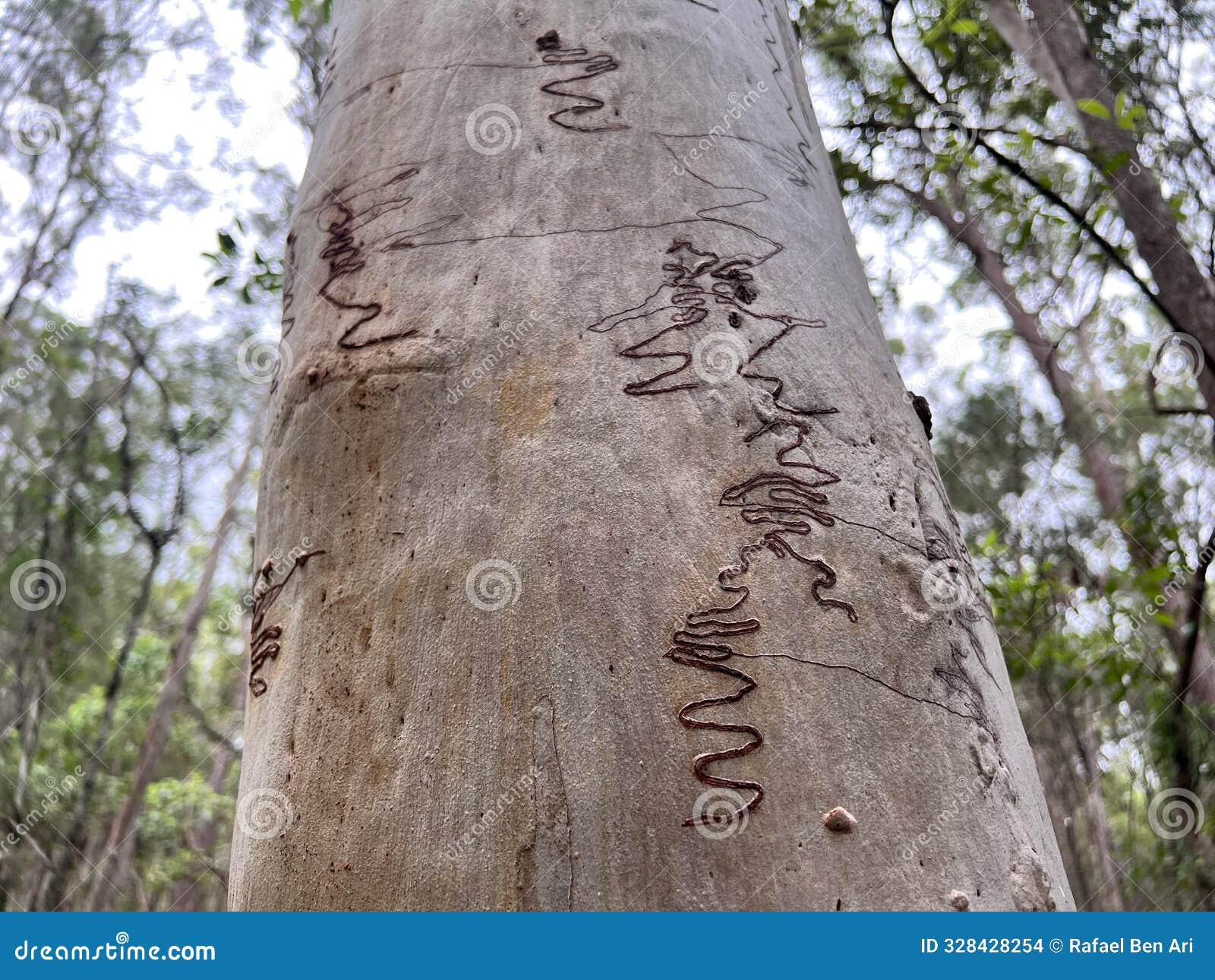 Tall Eucalyptus Tree With Peeling Bark, Isolated On White For ...