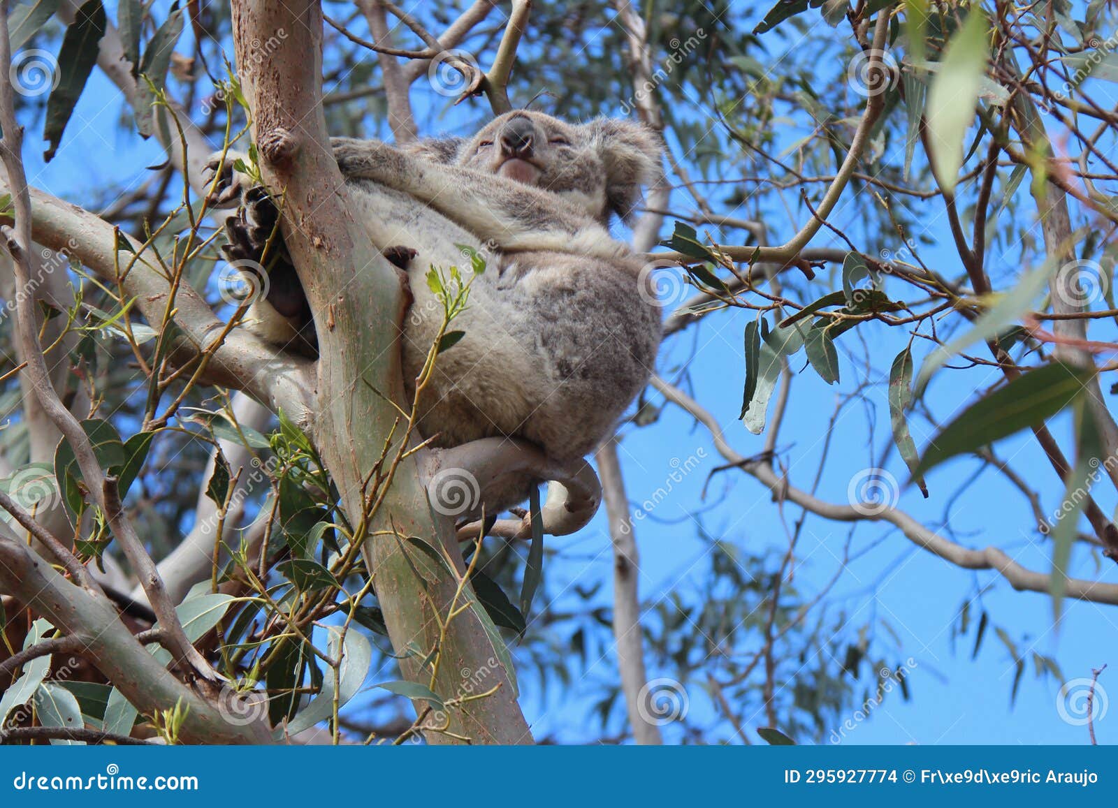 Koala in a Forest at Kangaroo Island (australia) Stock Photo - Image of ...