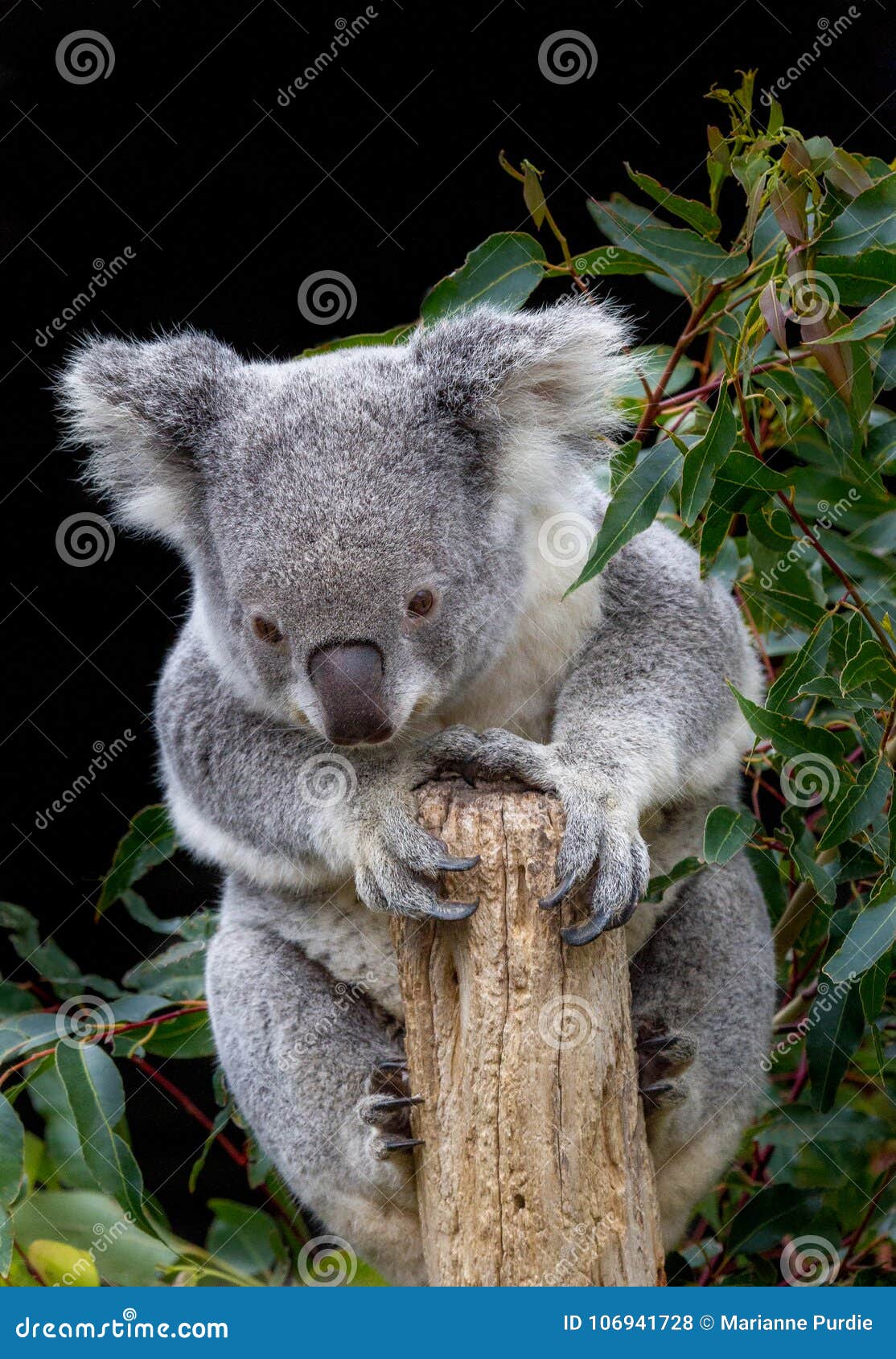 Koala Grasping Branch with Four Paws Stock Photo - Image of cuddly ...