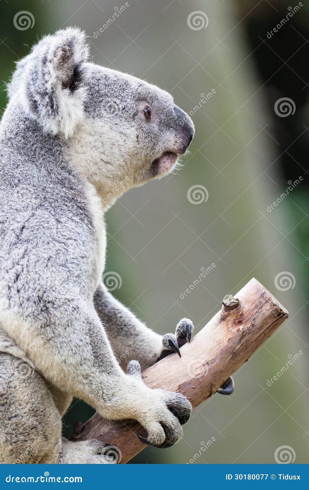 Flying koala stock image. Image of climbing, eyes, look - 30180077