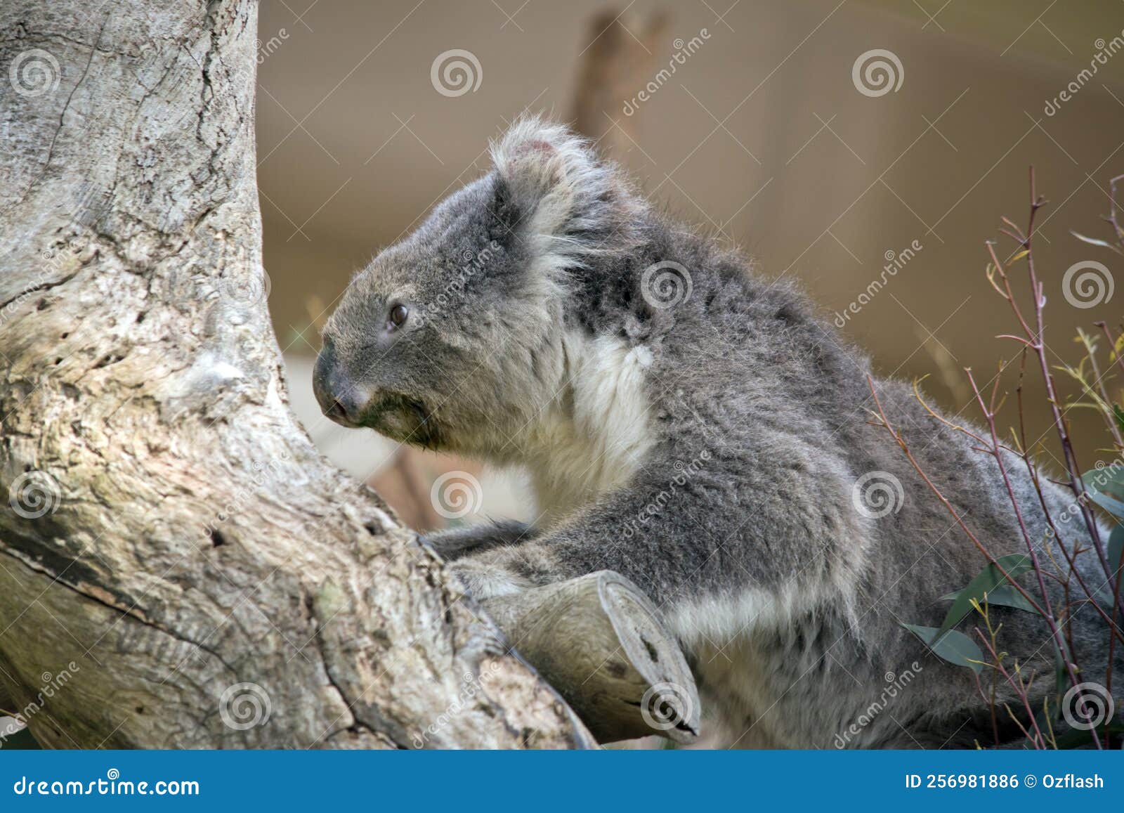 The Koala is a Grey Marsupial with Fluffy Ears and a White Chest Stock ...