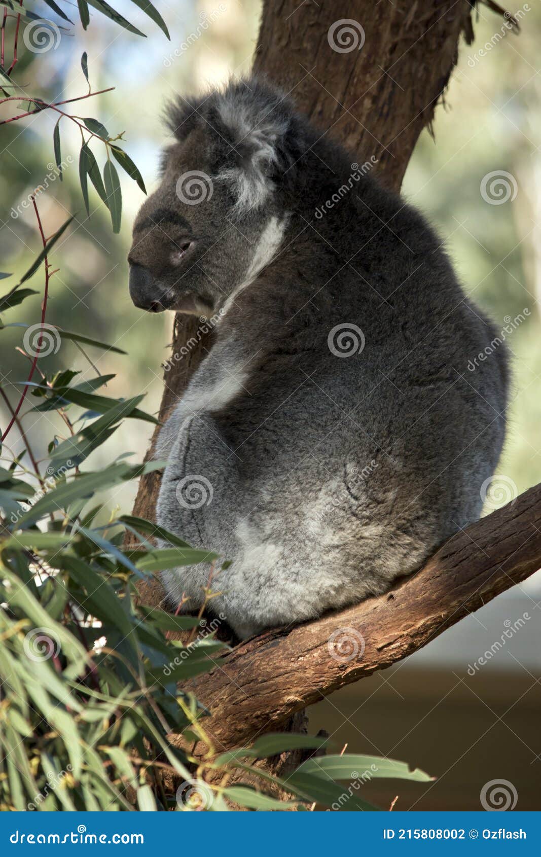 The Koala is a Grey and White Marsupial with Fluffy Ears Stock Photo ...