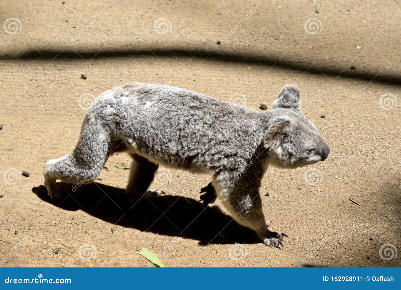 The Koala is on the Ground Going To Another Tree Stock Image - Image of ...