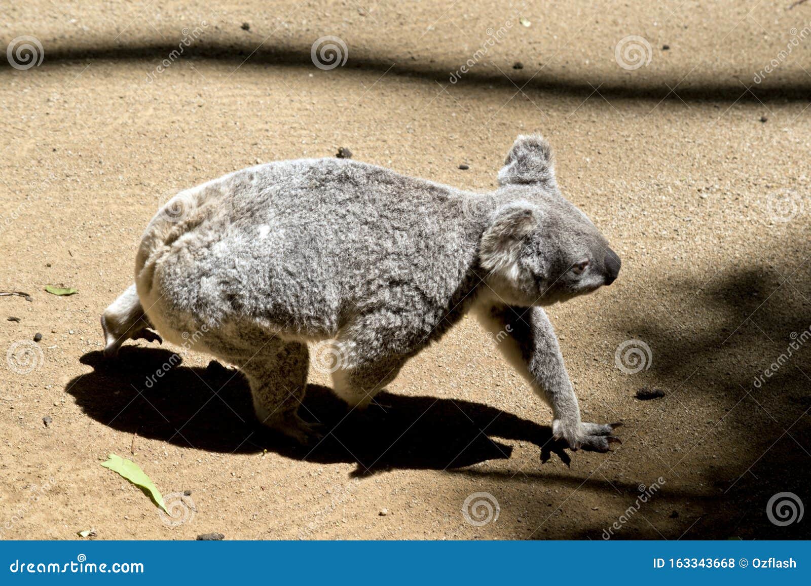 The Koala is on the Ground Going To Another Tree Stock Photo - Image of ...