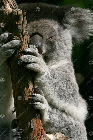 Koala hands and feets stock image. Image of feet, sleep - 2534963