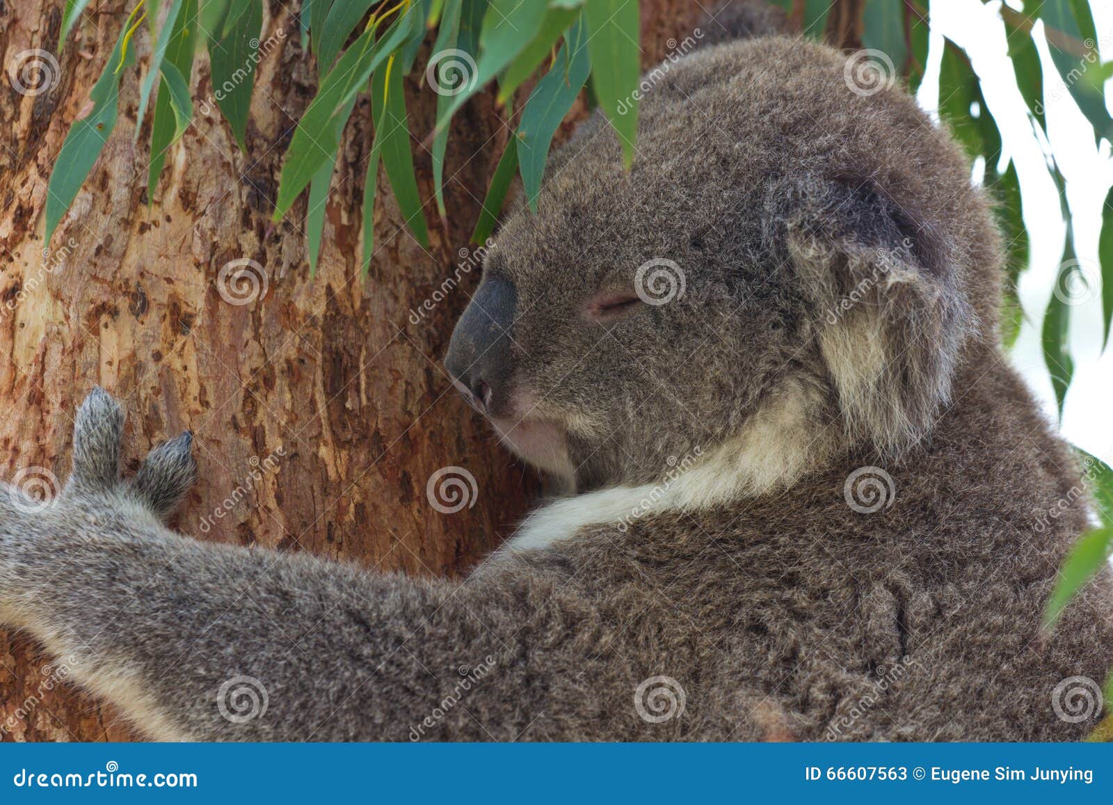 Koala Hanging Onto Eucalyptus Tree Stock Image - Image of nature ...