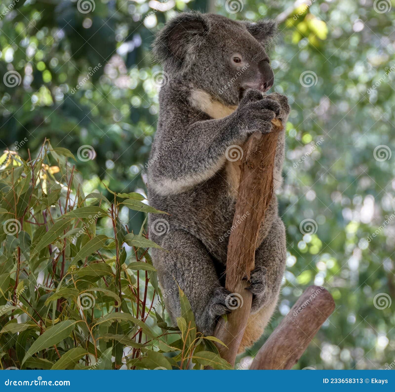 Koala Hanging on To a Eucalyptus Tree Branch Stock Image - Image of ...