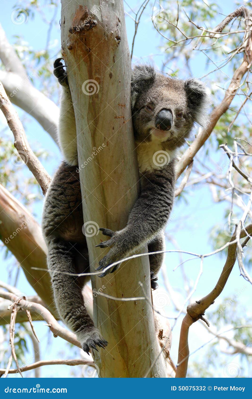 149 Koala Hanging Tree Photos - Free & Royalty-Free Stock Photos from ...