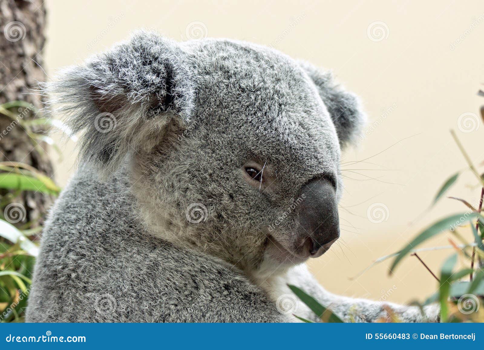 Koala stock image. Image of branch, marsupial, ears, endangered - 55660483