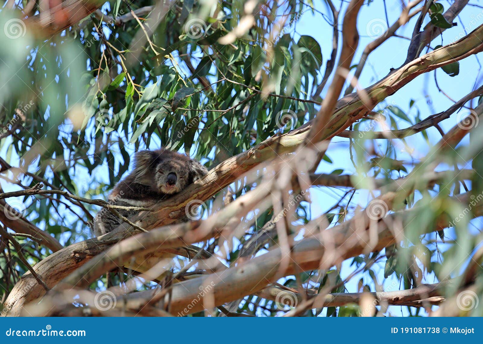 Koala Hidden on Eucalyptus Tree Stock Photo - Image of close, river ...