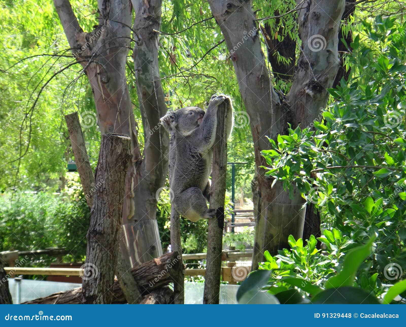 Koala stock photo. Image of animal, folivorous, specie - 91329448