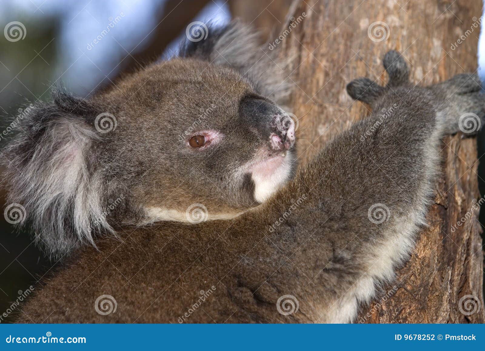 Koala at home stock photo. Image of cuddly, climbing, koala - 9678252