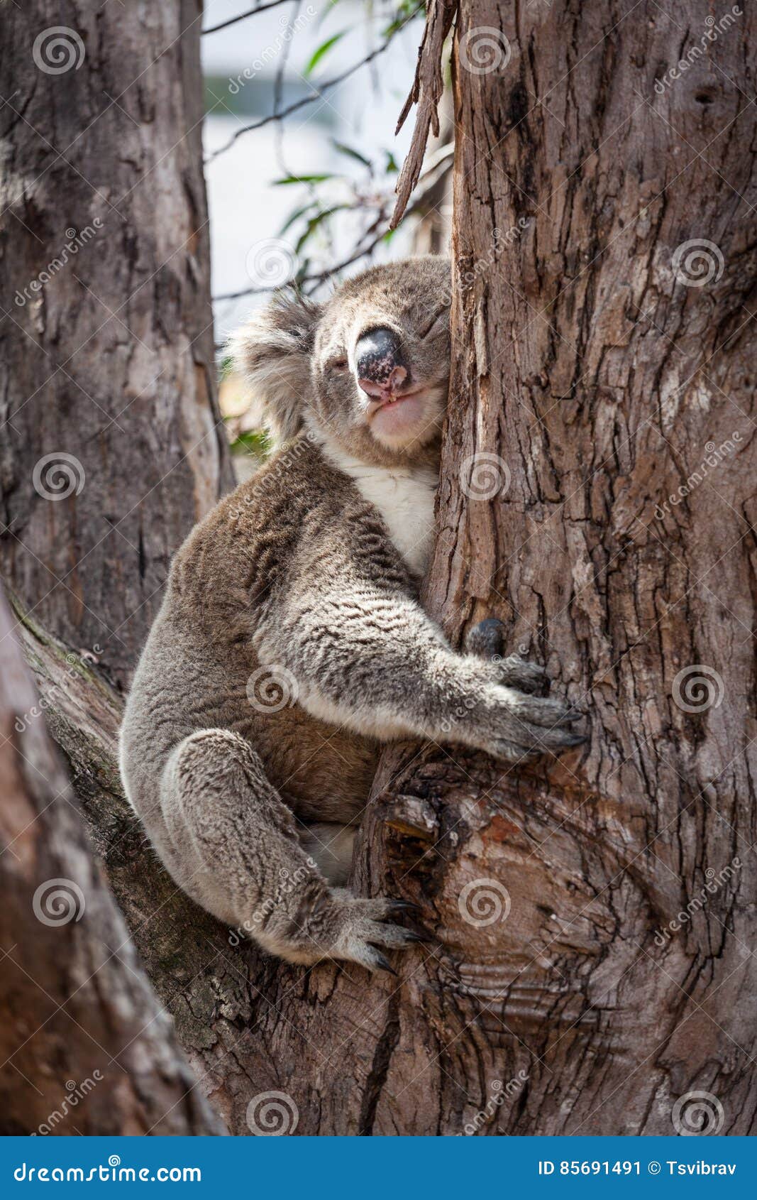 Koala Hugging Eucalyptus Tree. Royalty-Free Stock Photography ...