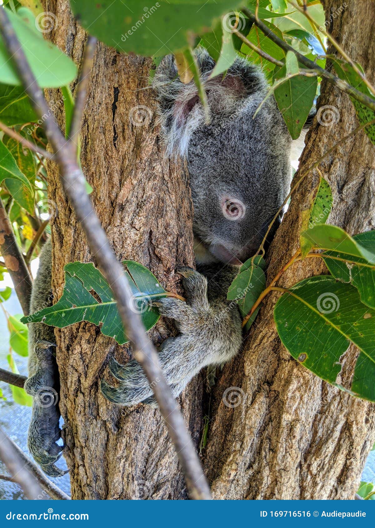 Koala hugging a tree stock photo. Image of gumtree, hugging - 169716516
