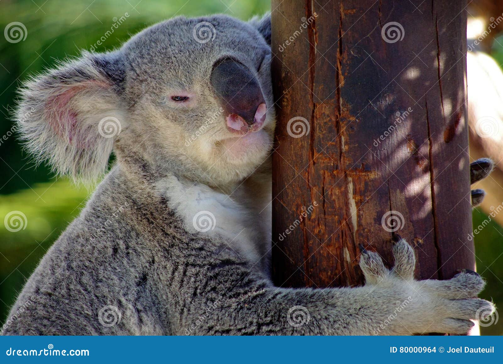 Koala Hugging Wooden Pole Stock Photos - Free & Royalty-Free Stock ...