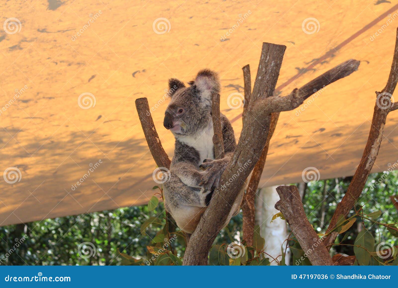 Koala stock photo. Image of hartleys, australia, park - 47197036