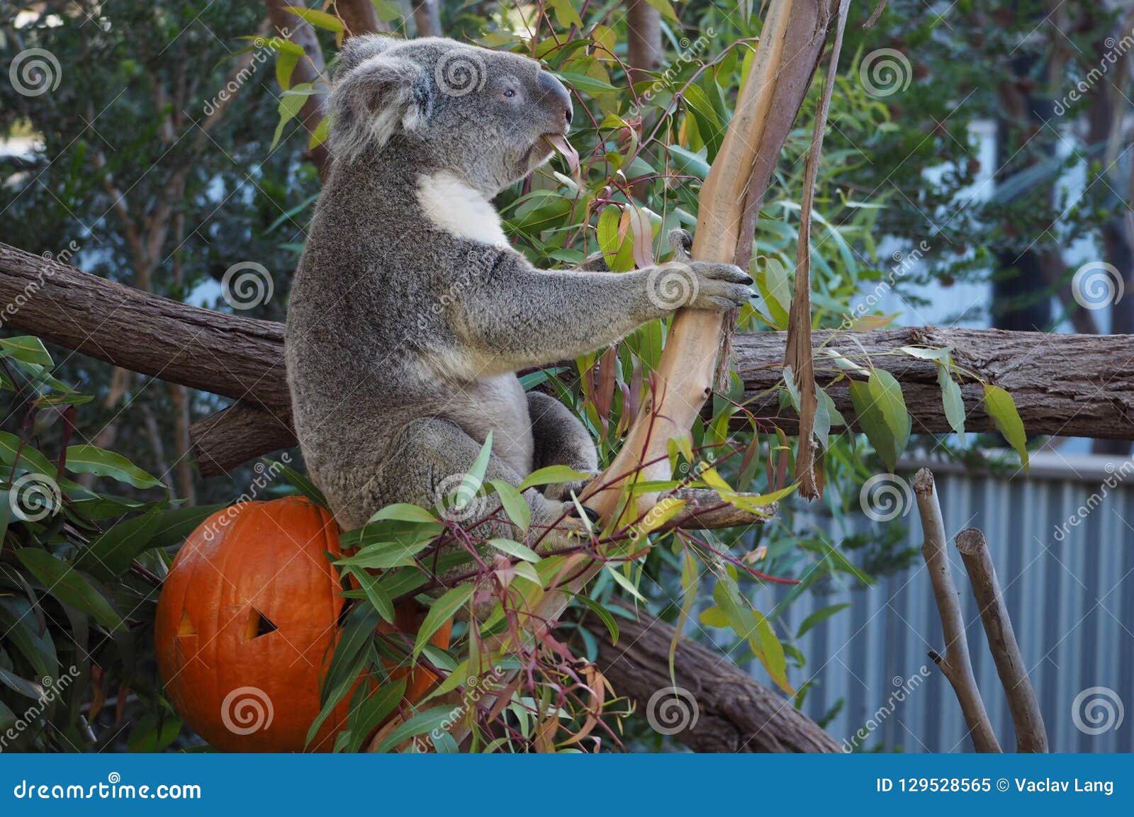 Koala editorial image. Image of snack, animals, diego - 129528565