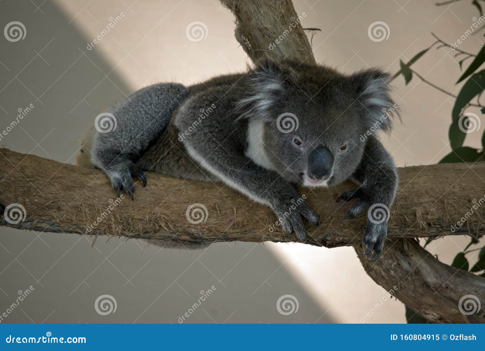 The Koala is Laying on a Branch Stock Image - Image of bear, white ...