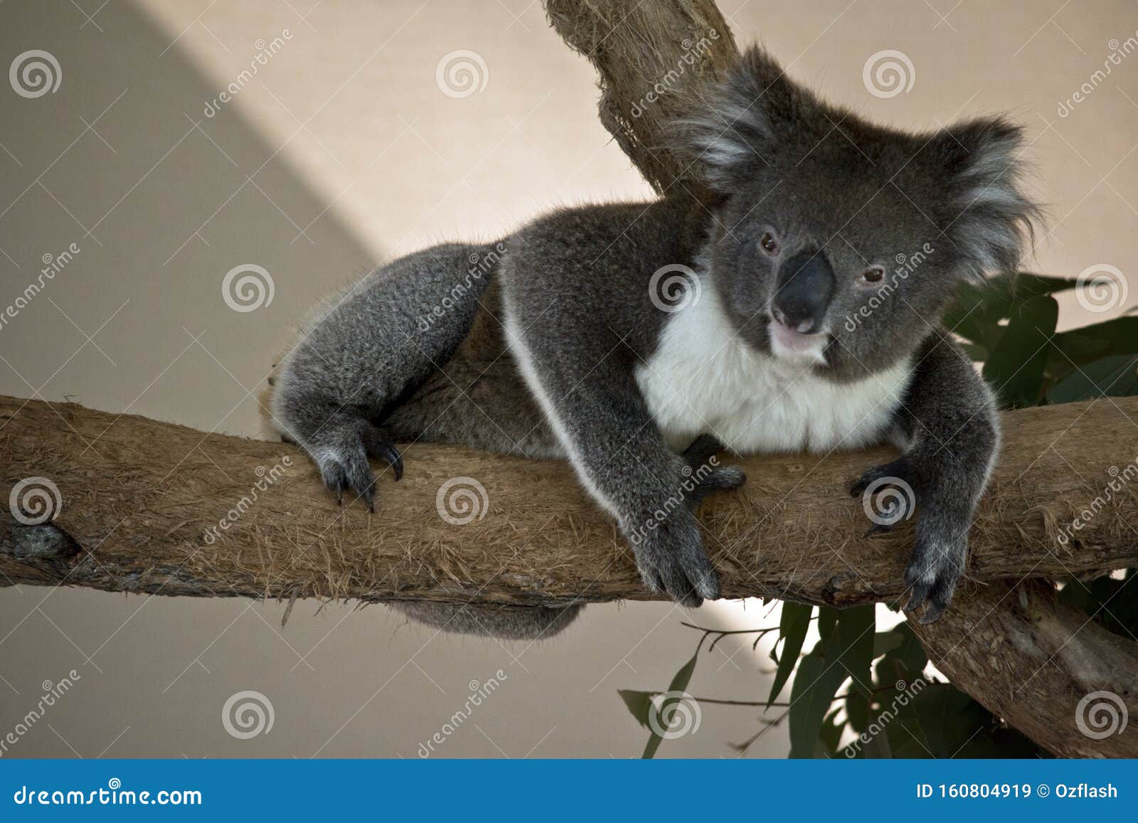 The Koala is Laying on a Branch Stock Image - Image of nose, joey ...