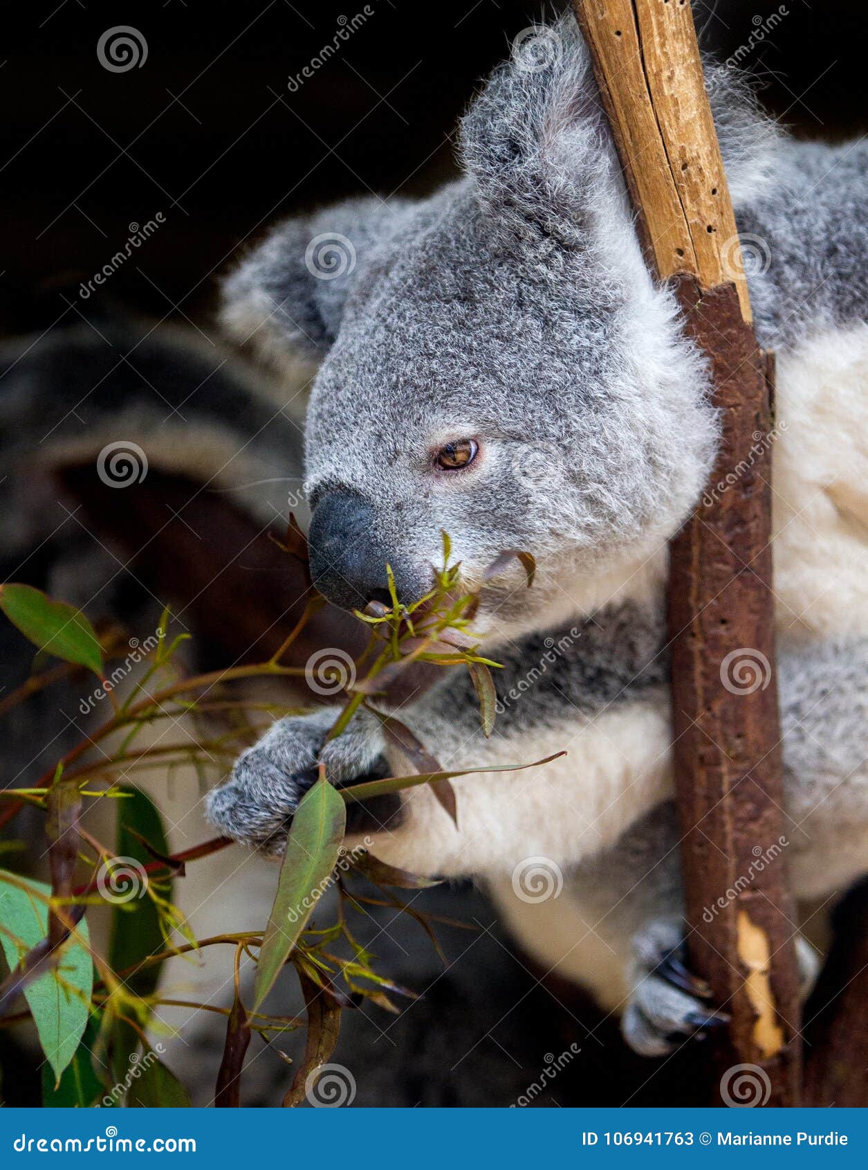 Koala Leaning Forward To Grasp Gum Leaves Stock Image - Image of nature ...