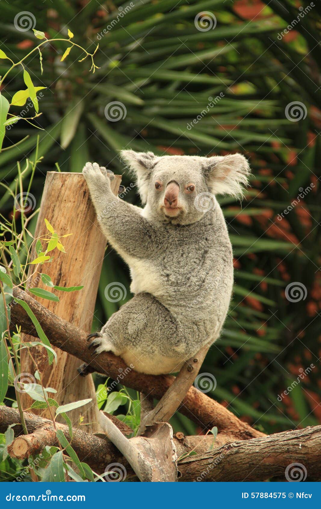 Koala stock image. Image of native, species, koala, furry - 57884575