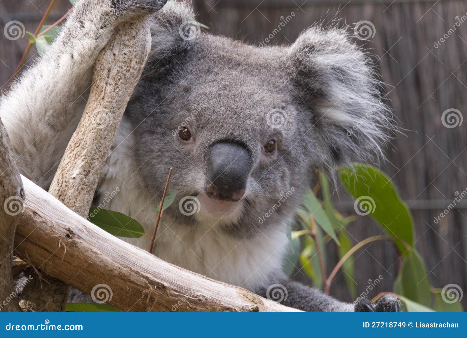 Koala Looking from the Branches Stock Image - Image of koala, head ...