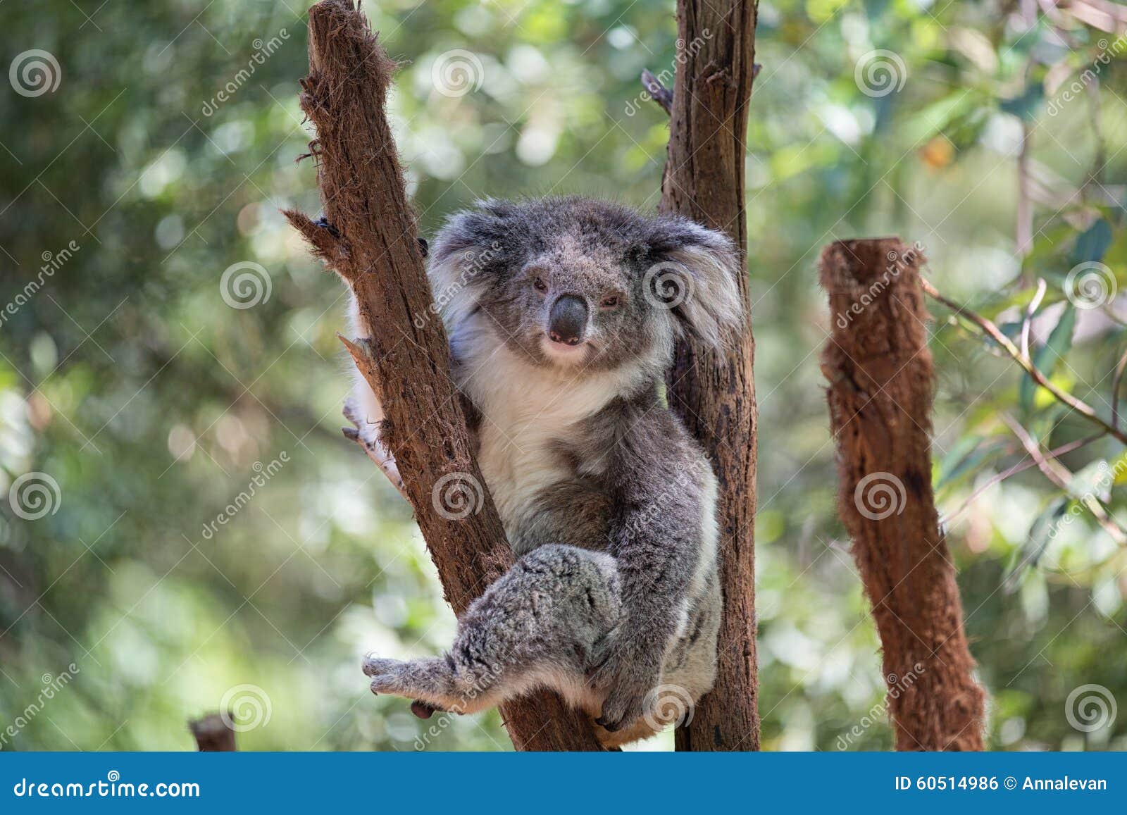 Koala looking into camera. stock photo. Image of asleep - 60514986