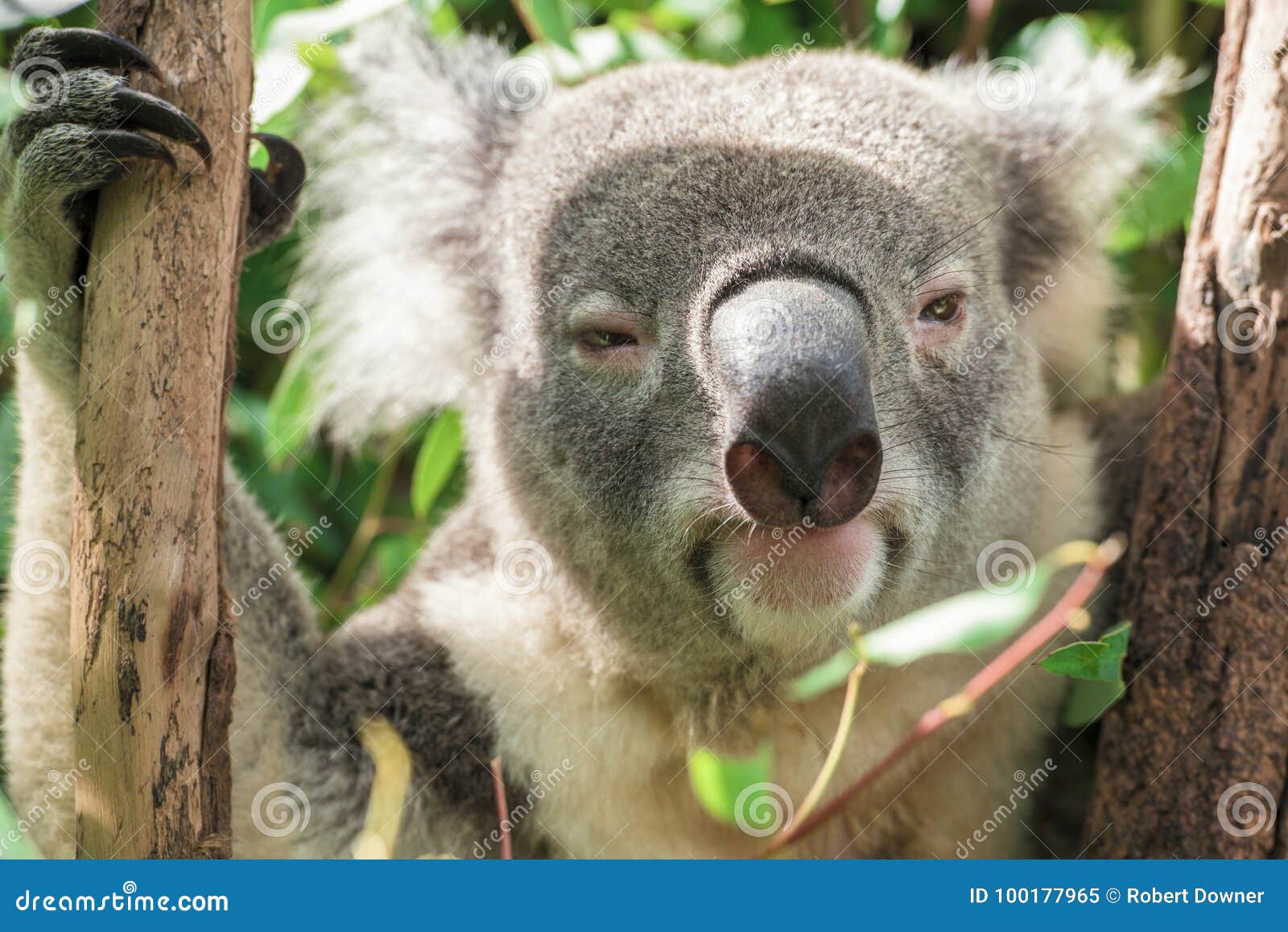 Koala Looking at the Camera Stock Image - Image of australian ...