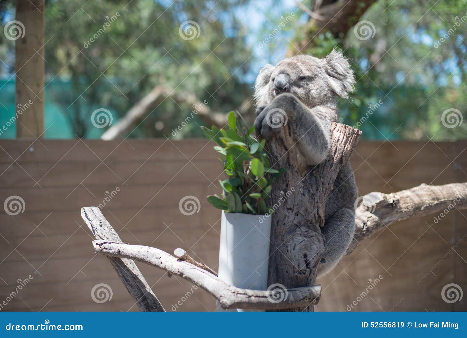 Koala looking grumpy stock image. Image of feeding, australia - 52556819