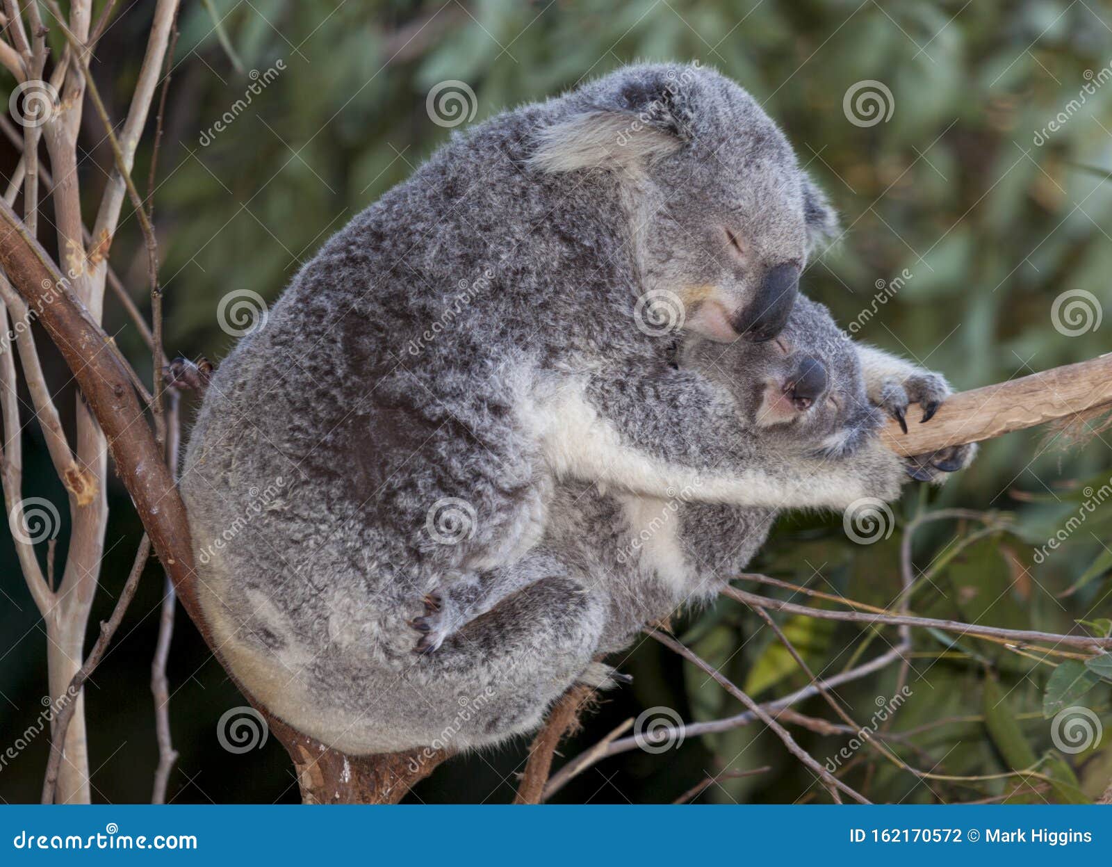 Koala mum and baby stock photo. Image of furry, cuddling - 162170572