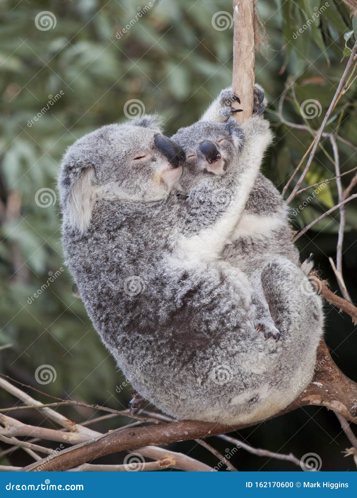 Koala mum and baby stock photo. Image of adorable, cuddly - 162170600
