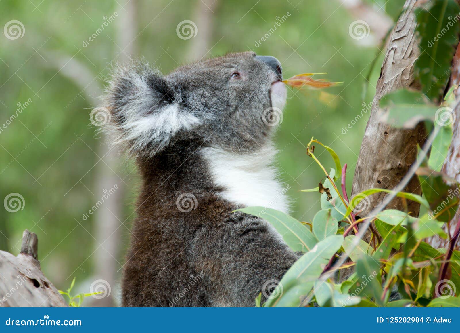 Koala op eucalyptusboom stock foto. Image of australië - 125202904