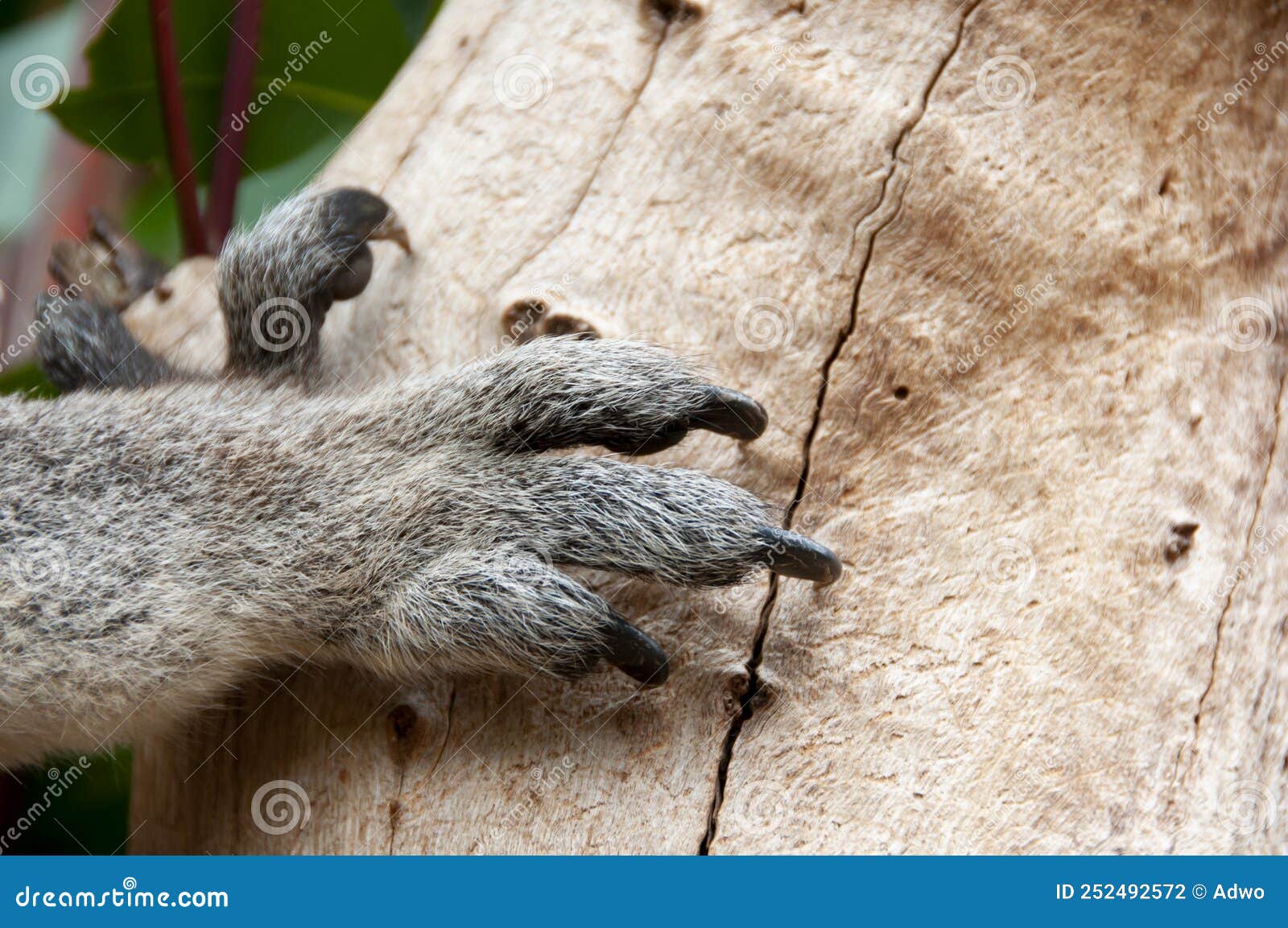 Koala Paw stock photo. Image of habitat, caecum, herbivore - 252492572