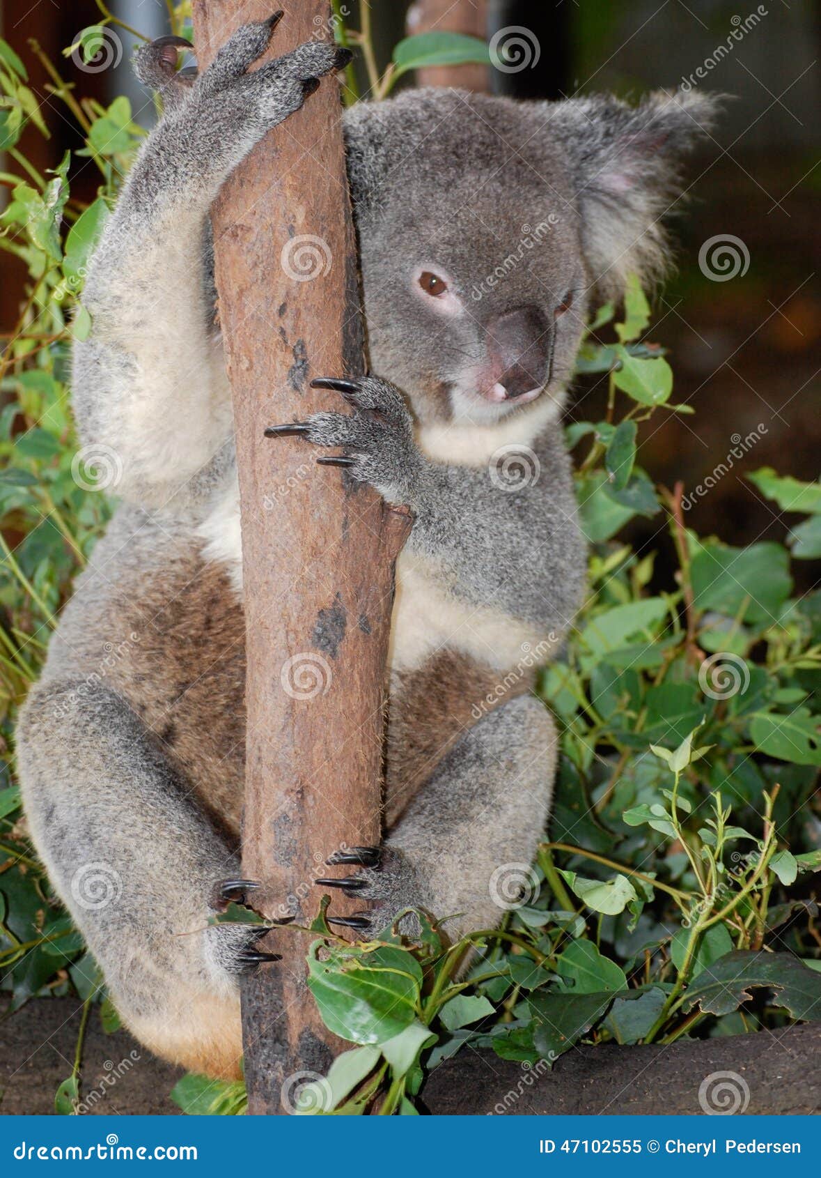 Koala Perched on Pole stock image. Image of daylight - 47102555