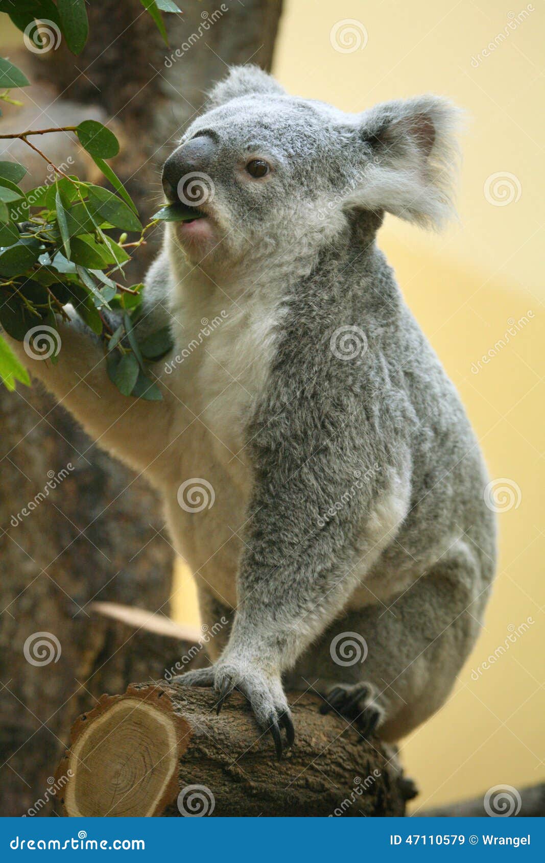 Koala stock image. Image of natural, mammal, nature, leaves - 47110579
