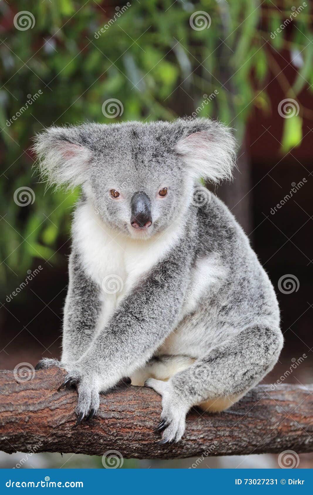 KOALA Phascolarctos Cinereus, YOUNG STANDING IN TREE, AUSTRALIA Royalty ...