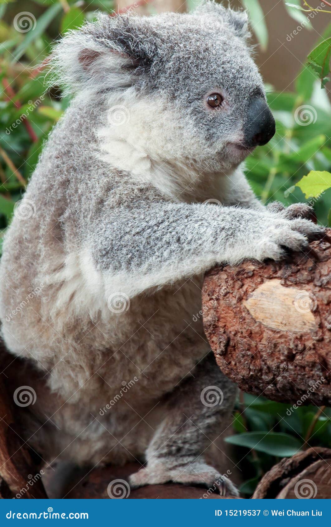 Koala portrait stock image. Image of beauty, wildlife - 15219537
