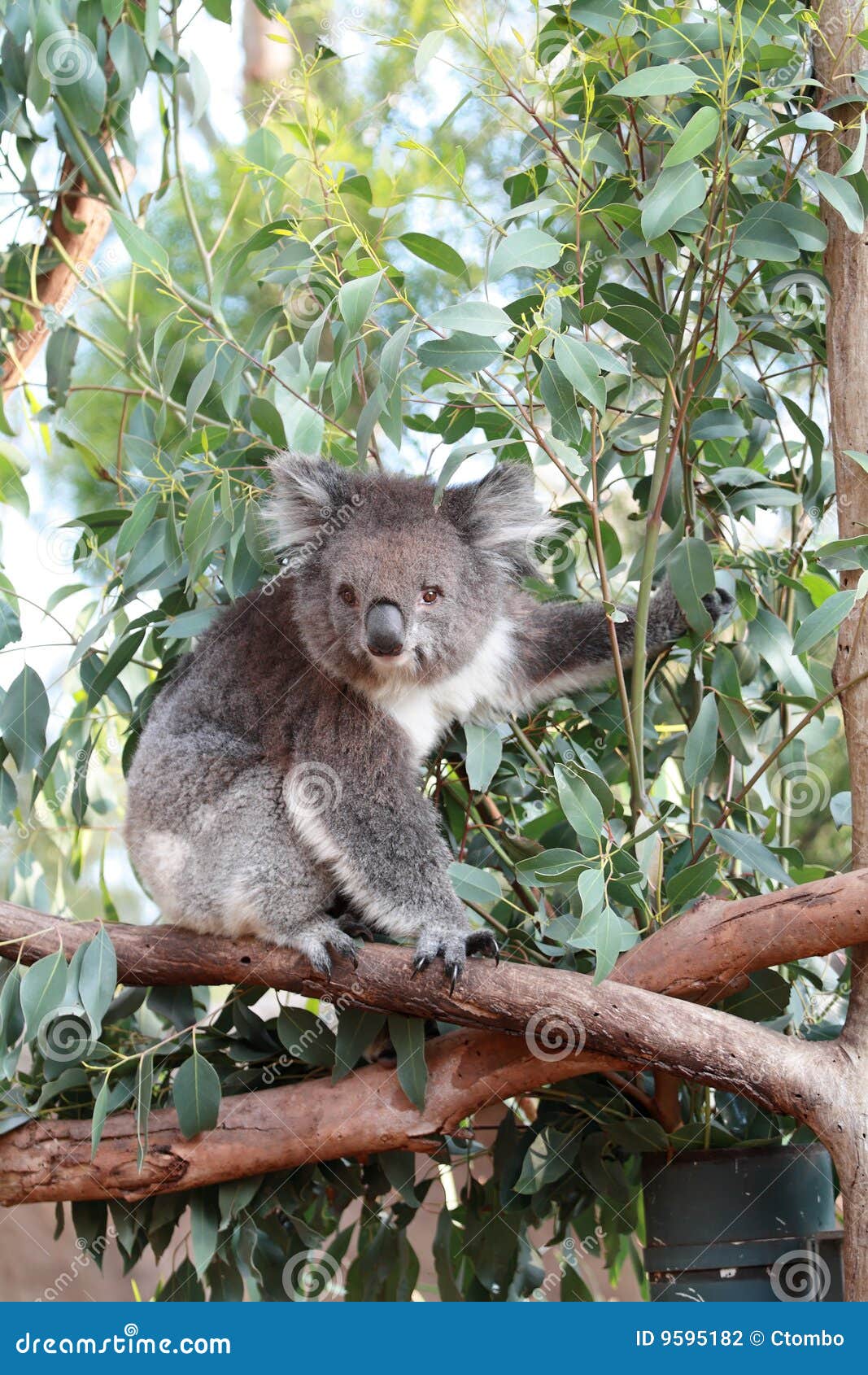 Koala portrait stock photo. Image of arboreal, phascolarctidae - 9595182