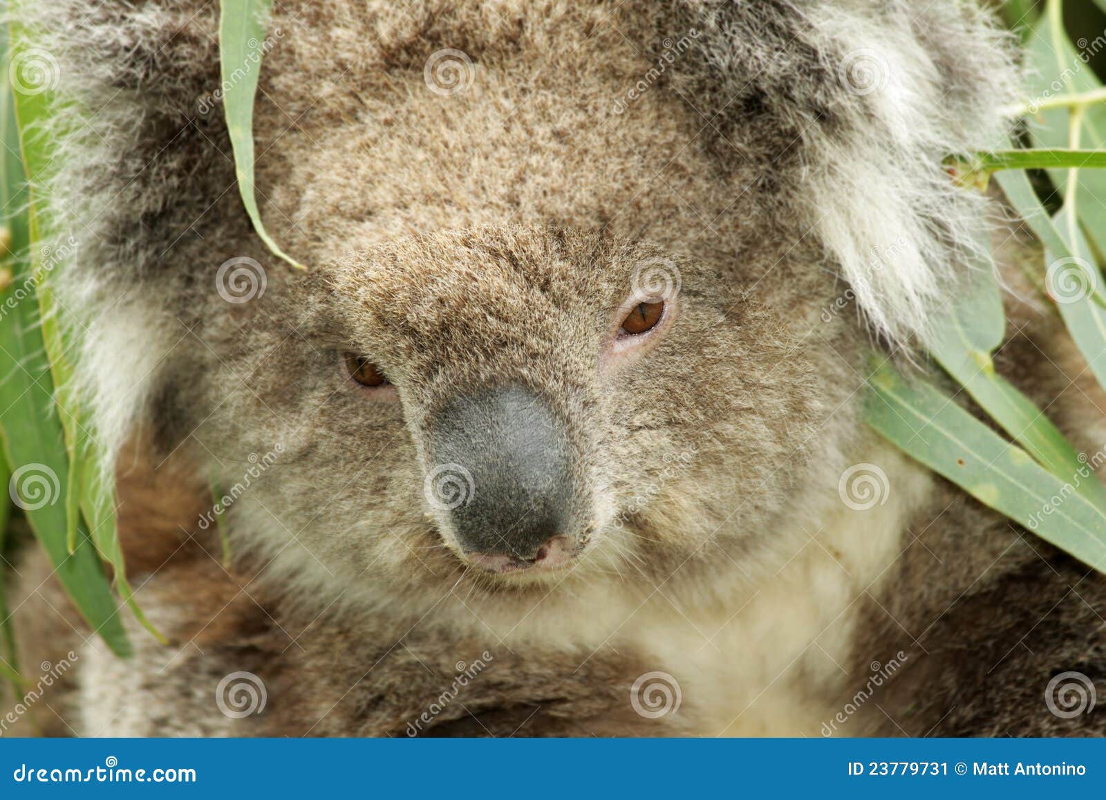 Koala portrait closeup stock image. Image of portrait - 23779731