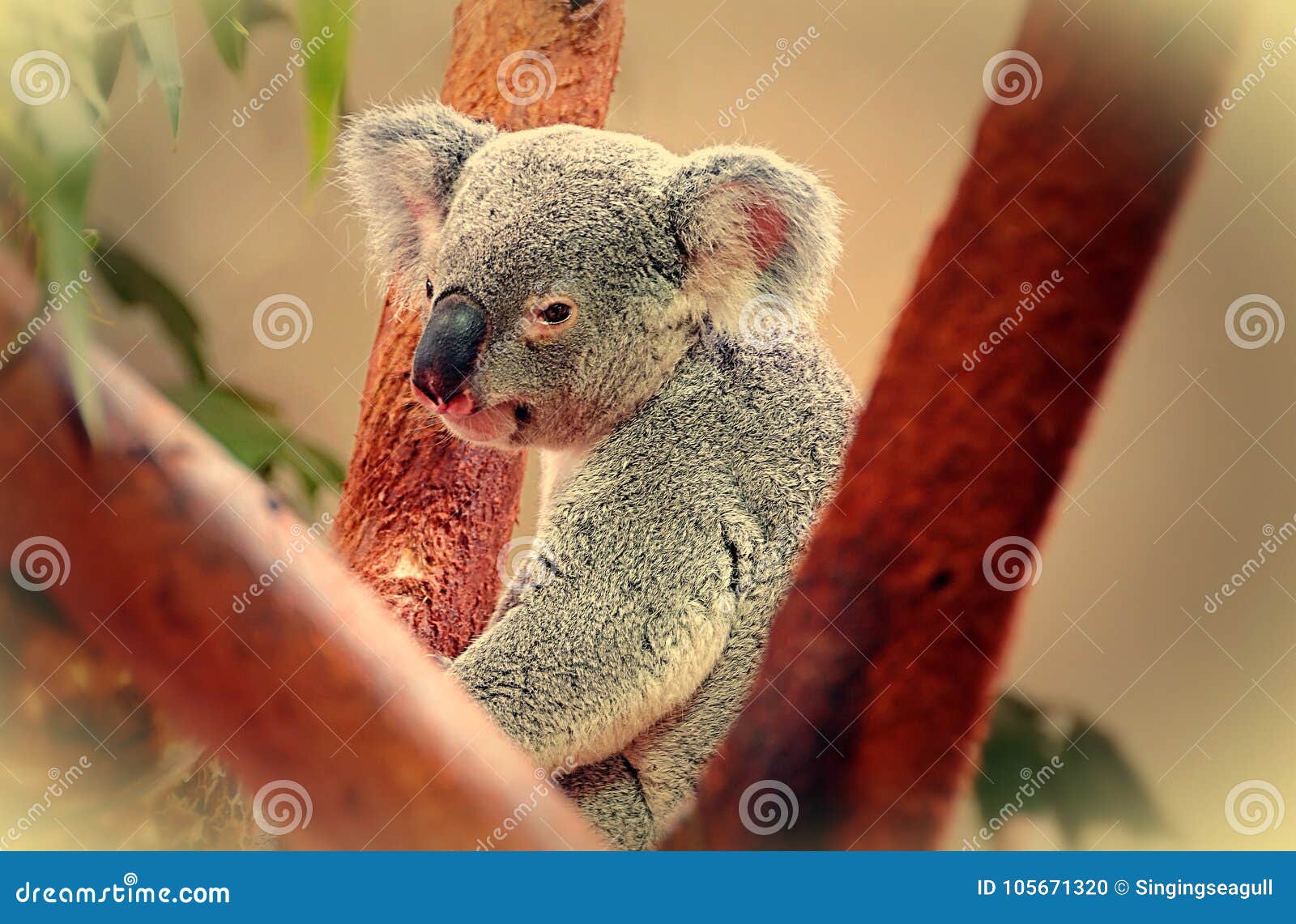 Koala portrait. stock photo. Image of animal, natural - 105671320