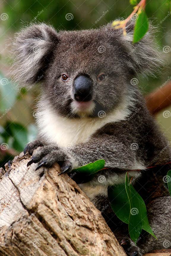Koala Pose stock photo. Image of animal, australia, wildlife - 726898