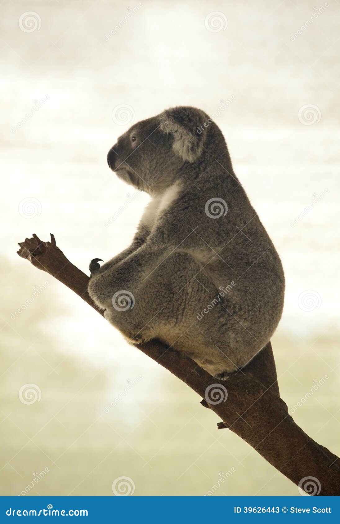 Koala Profile stock image. Image of rural, marsupial - 39626443