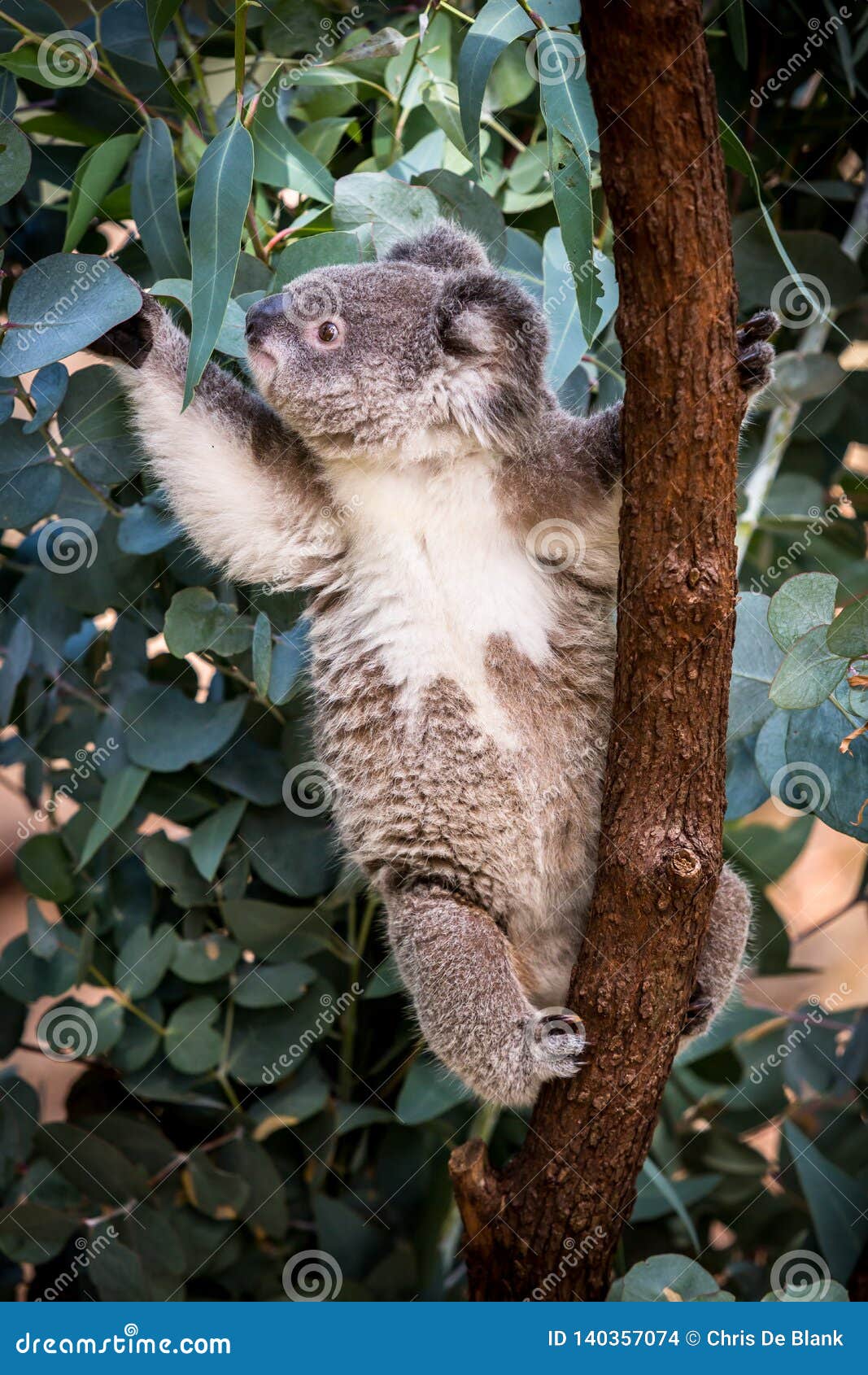 Koala Reaching for Gum Leaves Stock Photo - Image of arboreal, cute ...
